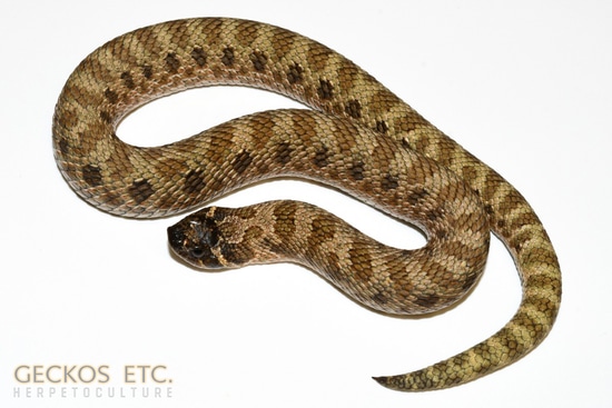 Swiss Chocolate Western Hognose Snake by Geckos Etc. Herpetoculture