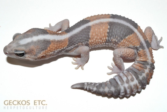 Striped Ghost Fat Tail Gecko African Fat-Tailed Gecko by Geckos Etc ...