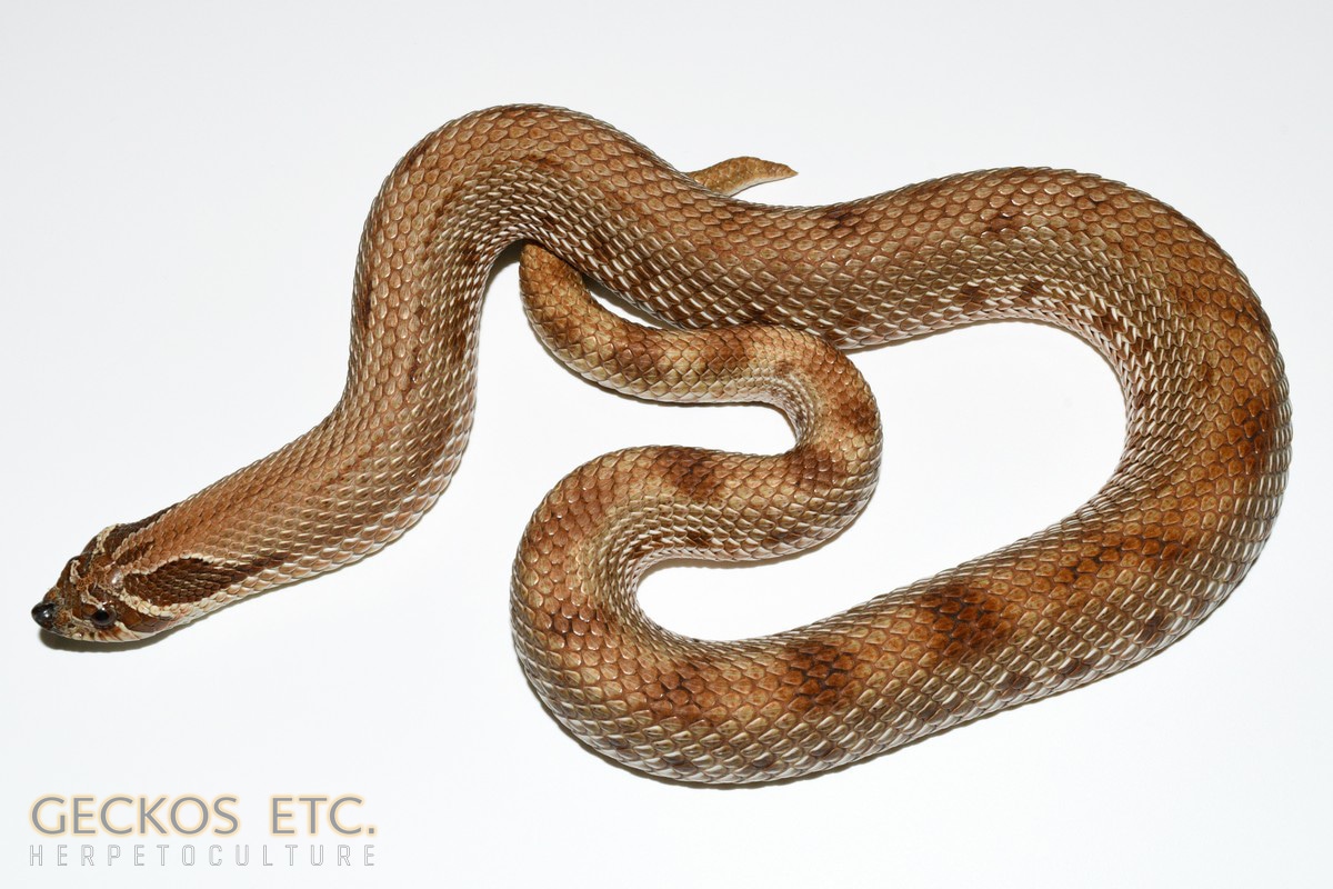 Red Anaconda Western Hognose Snake, 100% Het Evans Hypo