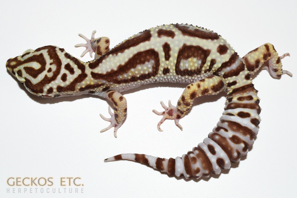 Bold Jungle Mack Snow Bell Albino Leopard Gecko