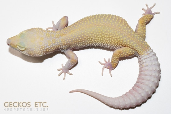 Ember Leopard Gecko by Geckos Etc. Herpetoculture