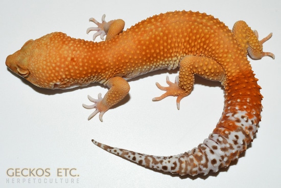 Blood Bell Sunglow Leopard Gecko by Geckos Etc. Herpetoculture