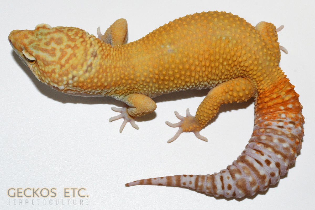 Rainwater Sunglow Leopard Gecko