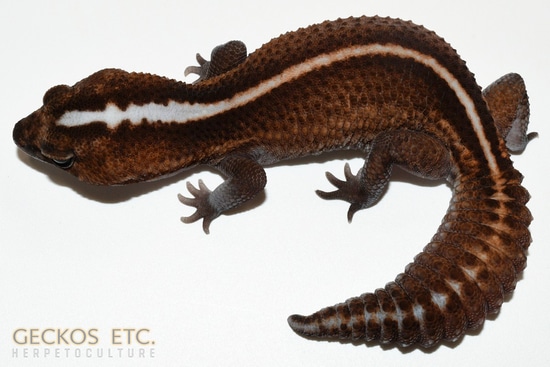 Striped Patternless Fat Tail Gecko African Fat-Tailed Gecko by Geckos ...