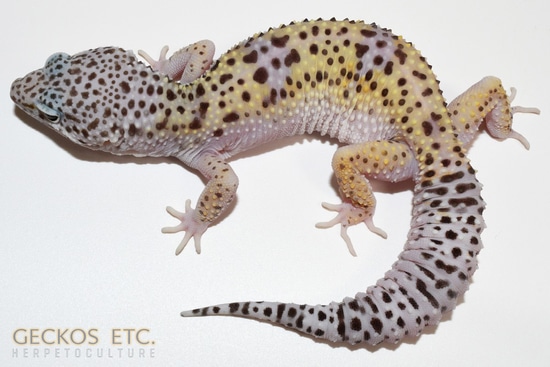 Wild Caught Bloodline Leopard Gecko, Eublepharis Macularius Fasciolatus ...
