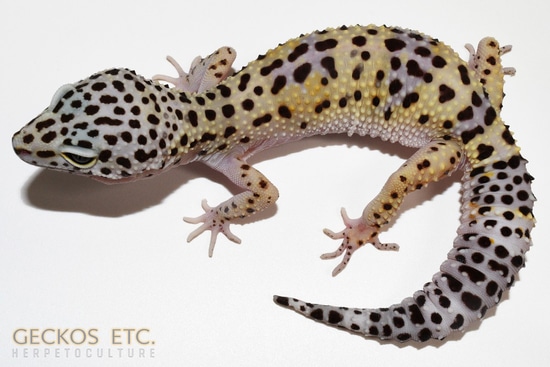 Wild Caught Bloodline Leopard Gecko, Eublepharis Macularius Montanus by ...