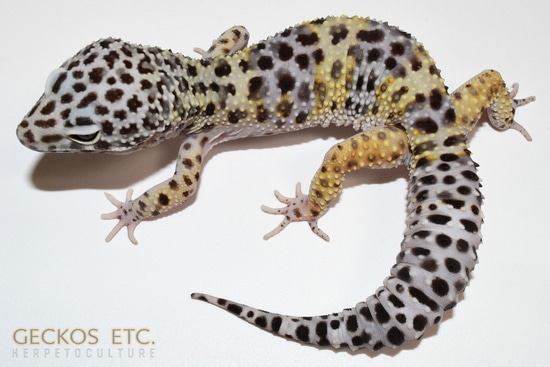 Wild Caught Bloodline Leopard Gecko, Eublepharis Macularius Montanus by ...