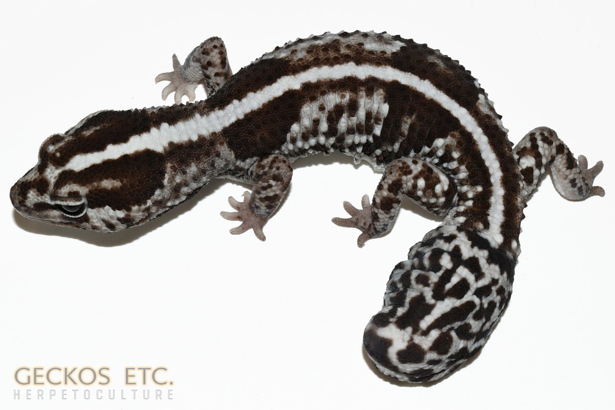 Striped Oreo Whiteout Fat Tail Gecko, 66% Possible Het Ghost