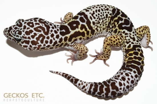 West Indian Leopard Gecko, Eublepharis Fuscus by Geckos Etc. Herpetoculture