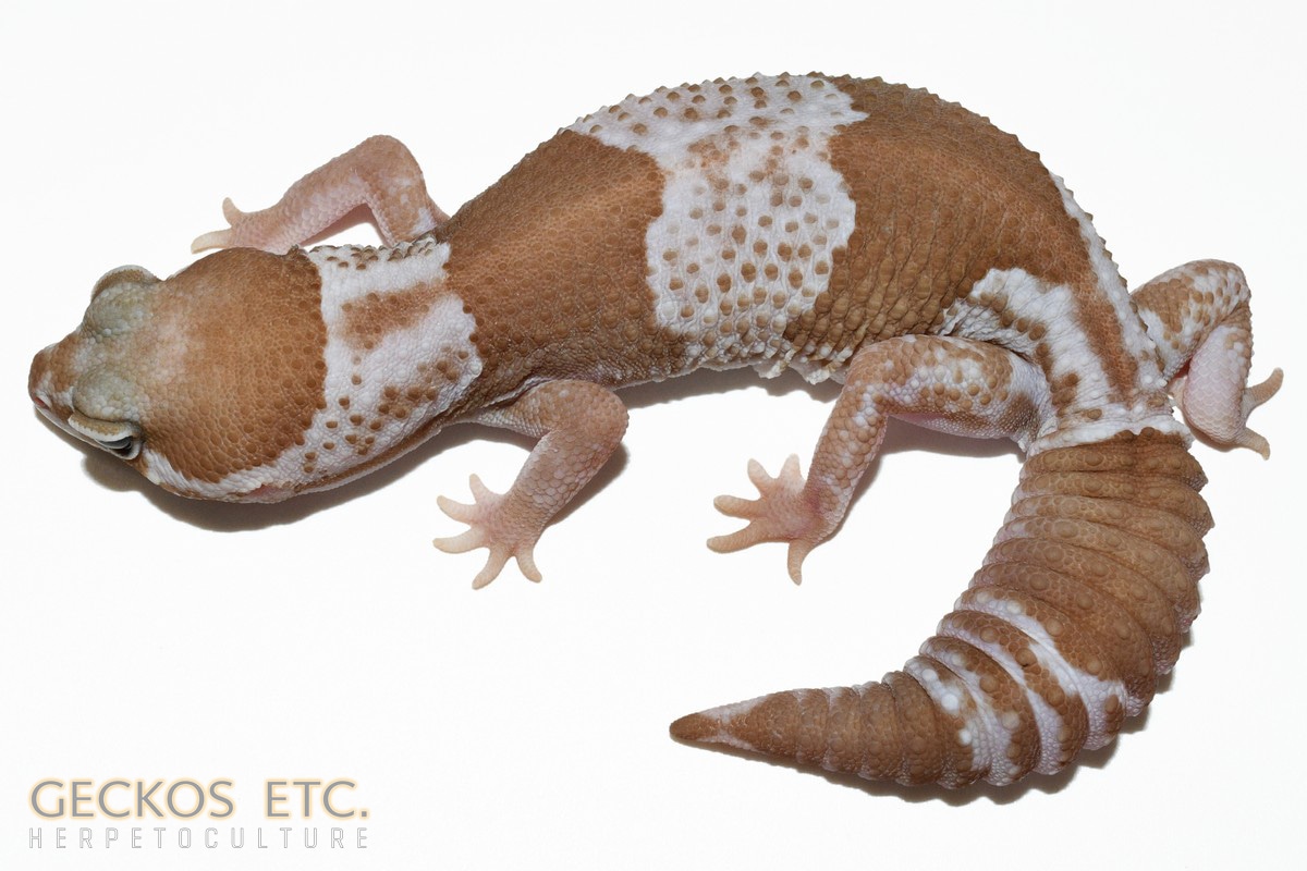 Caramel Albino Oreo (Snow) Fat Tail Gecko