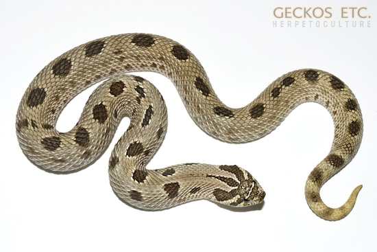 Arctic Conda Western Hognose Snake by Geckos Etc. Herpetoculture