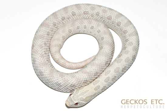 Snow Anaconda Western Hognose Snake (AKA Yeti) by Geckos Etc. Herpetoculture