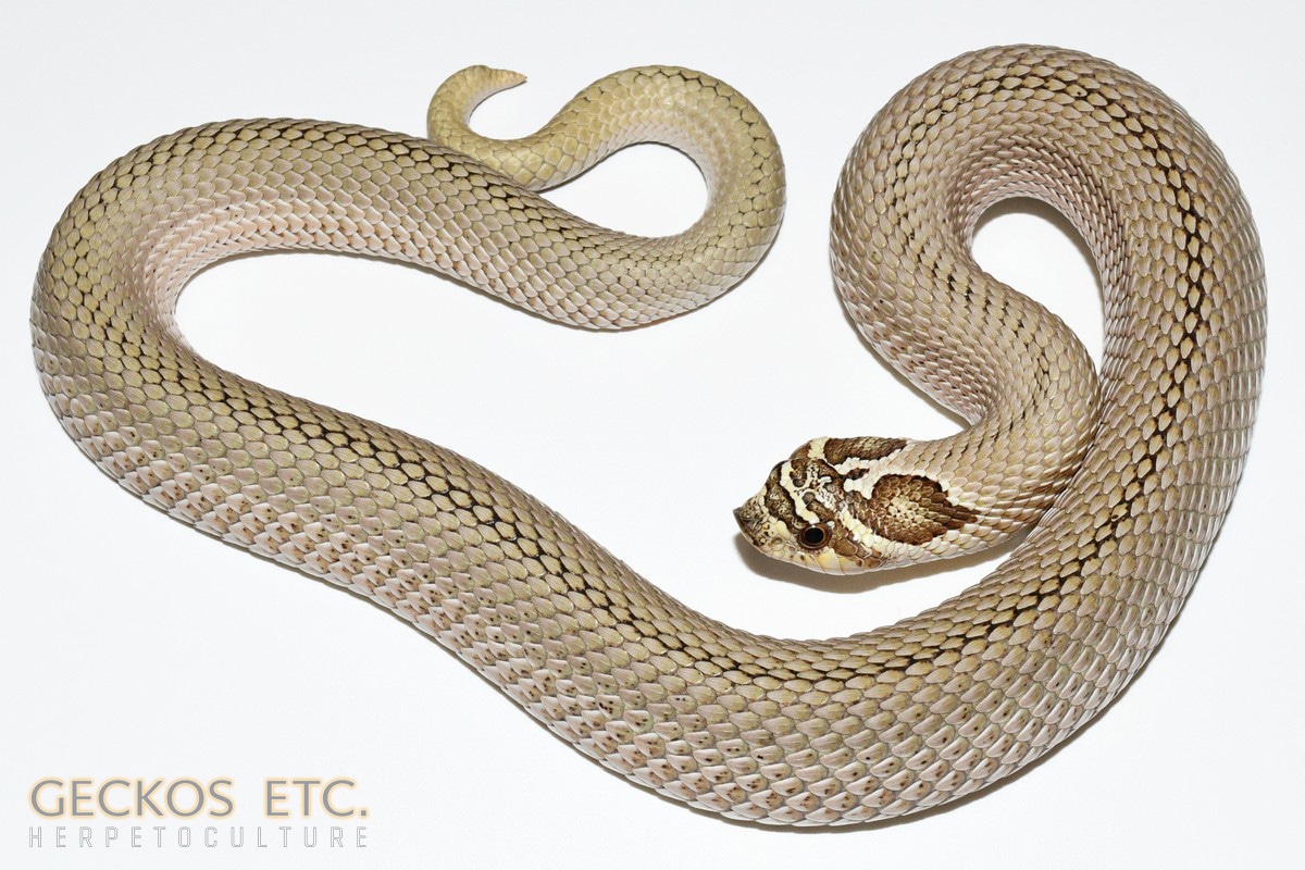 Arctic Superconda Western Hognose Snake