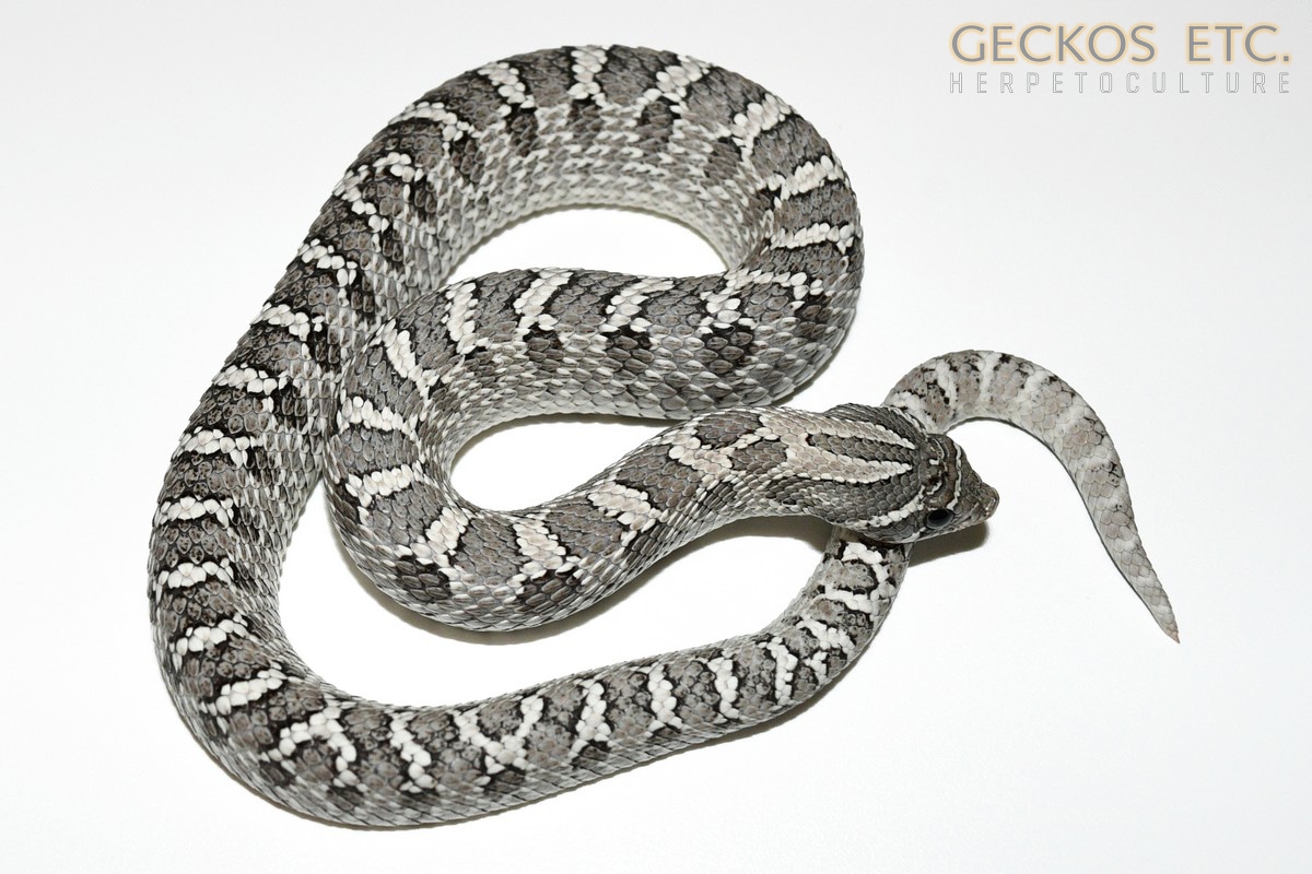 Axanthic Western Hognose Snake, 100% Het Snow