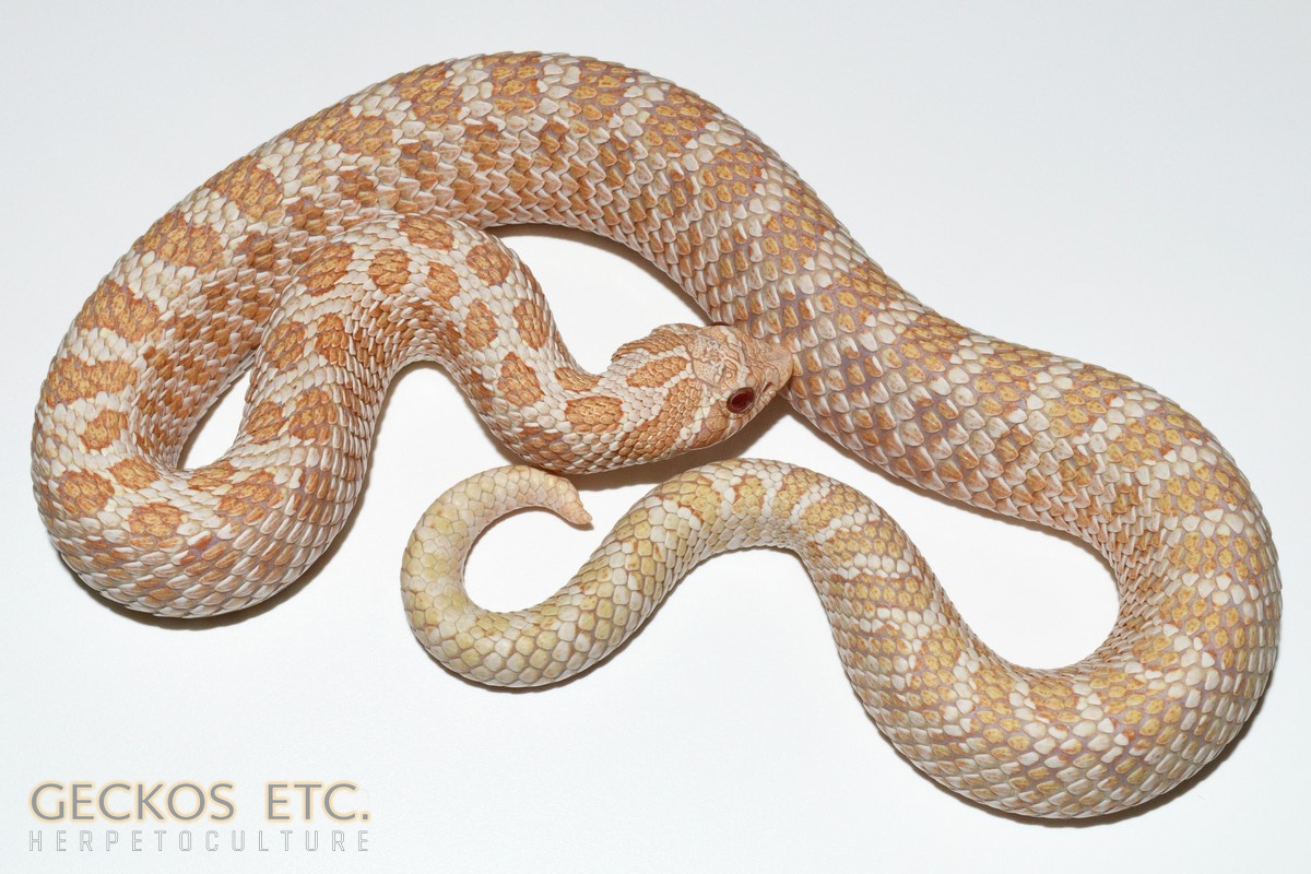 Arctic Albino (AA) Western Hognose Snake, 100% Het Sunburst