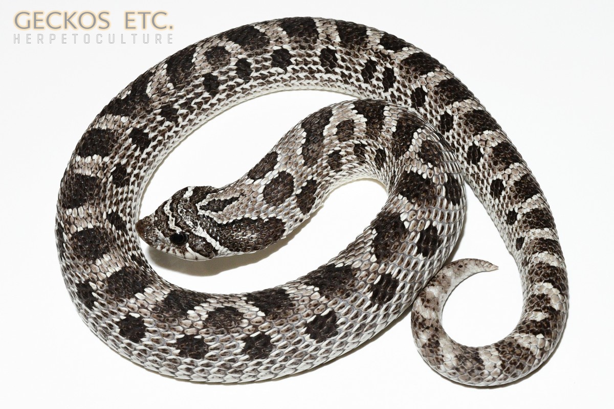 Axanthic Anaconda Western Hognose Snake