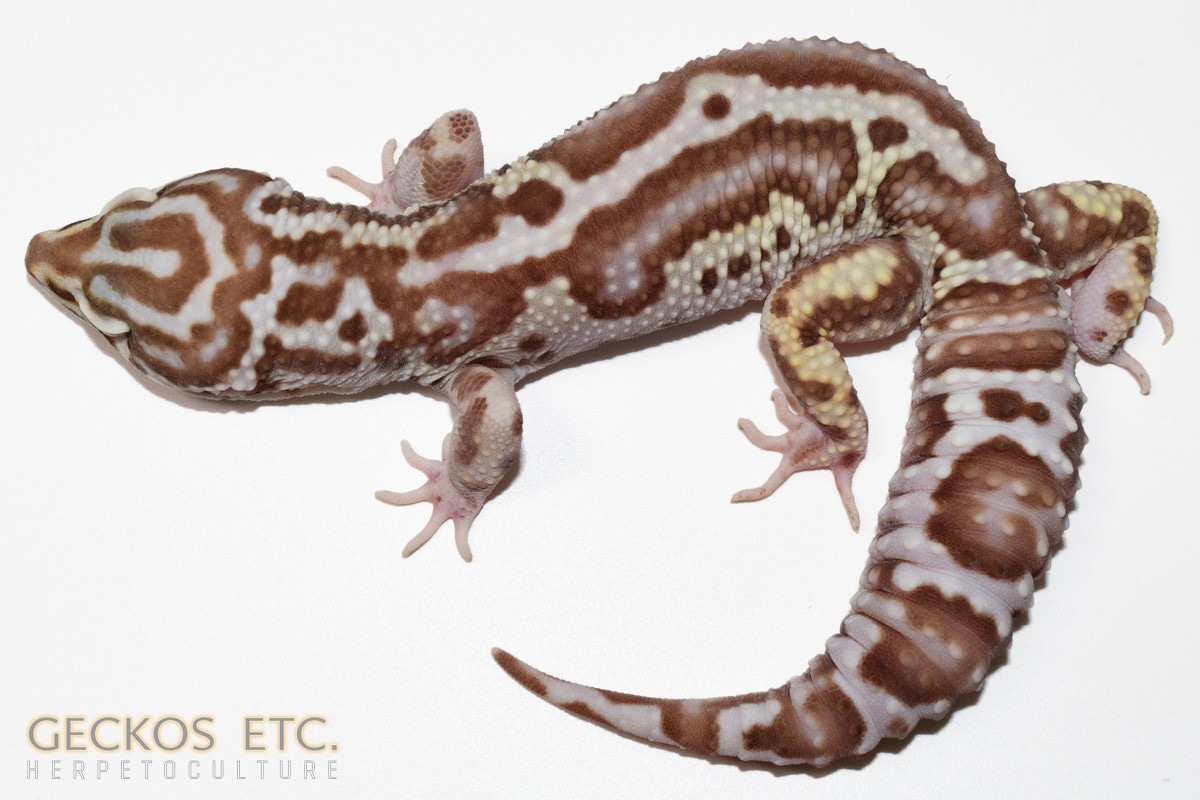 Bold Jungle Mack Snow Bell Albino Leopard Gecko