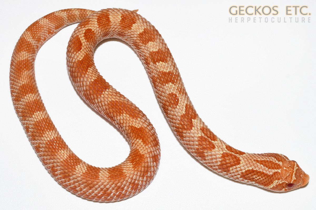 Red Albino Anaconda Western Hognose Snake, 100% Het Sunburst (100% Het Sable)