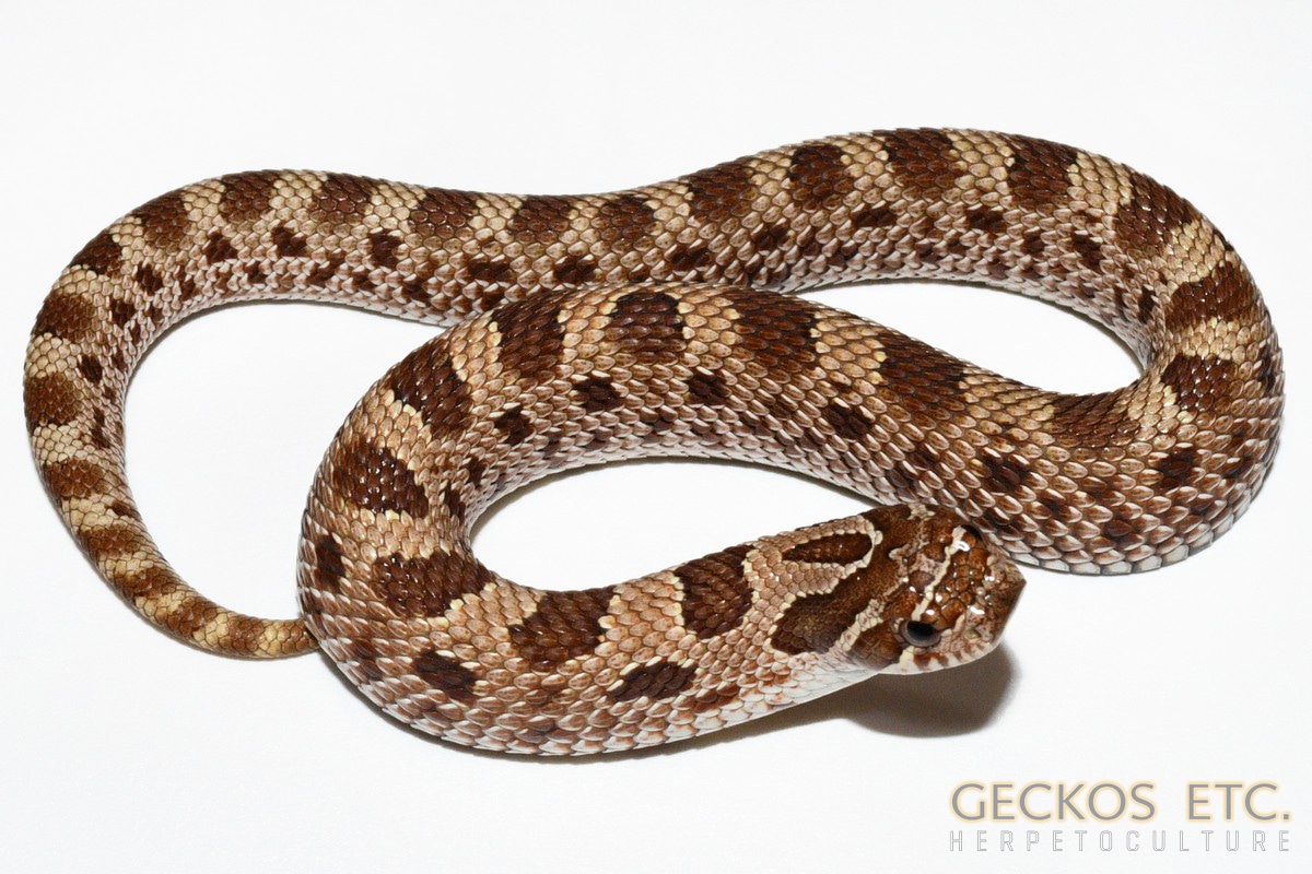 Anaconda Western Hognose Snake, 100% Het Sunburst (Sable and Albino)