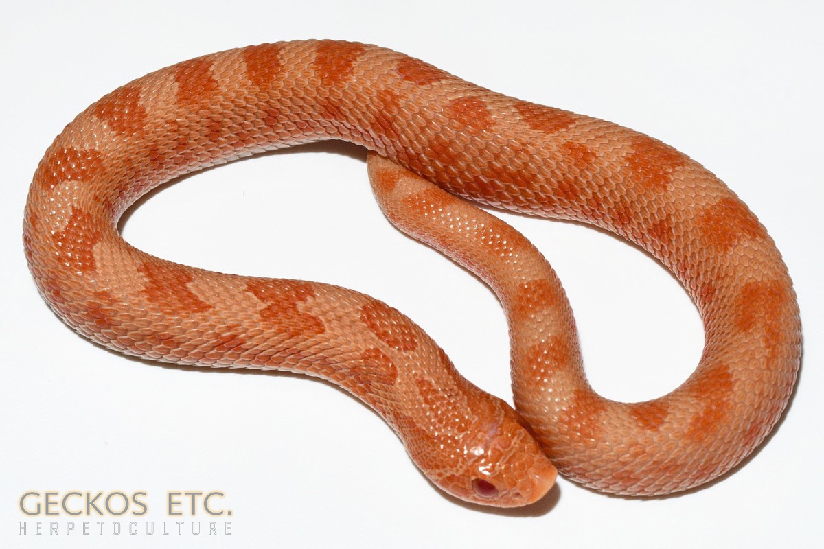 Red Solar Flare Western Hognose Snake