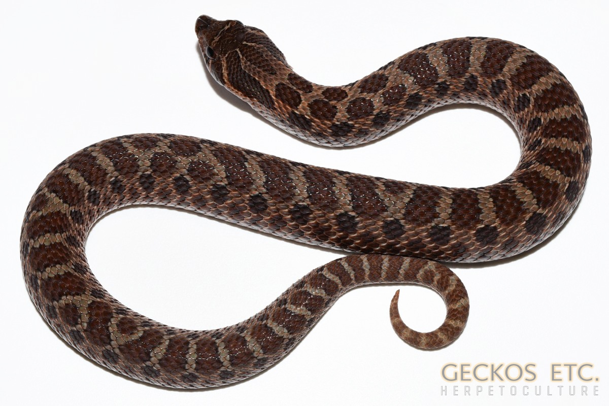 Sable, 100% Het Sunburst (100% Het Albino)