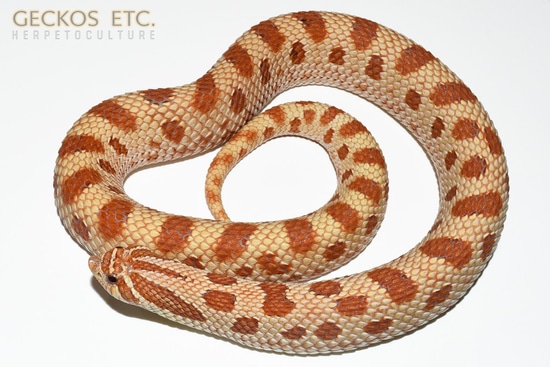 Red/Extreme Red Toffeeconda Western Hognose Snake by Geckos Etc ...
