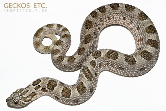 Ready To Breed Adult Arctic Conda Western Hognose Snake, 100% Het Sable ...