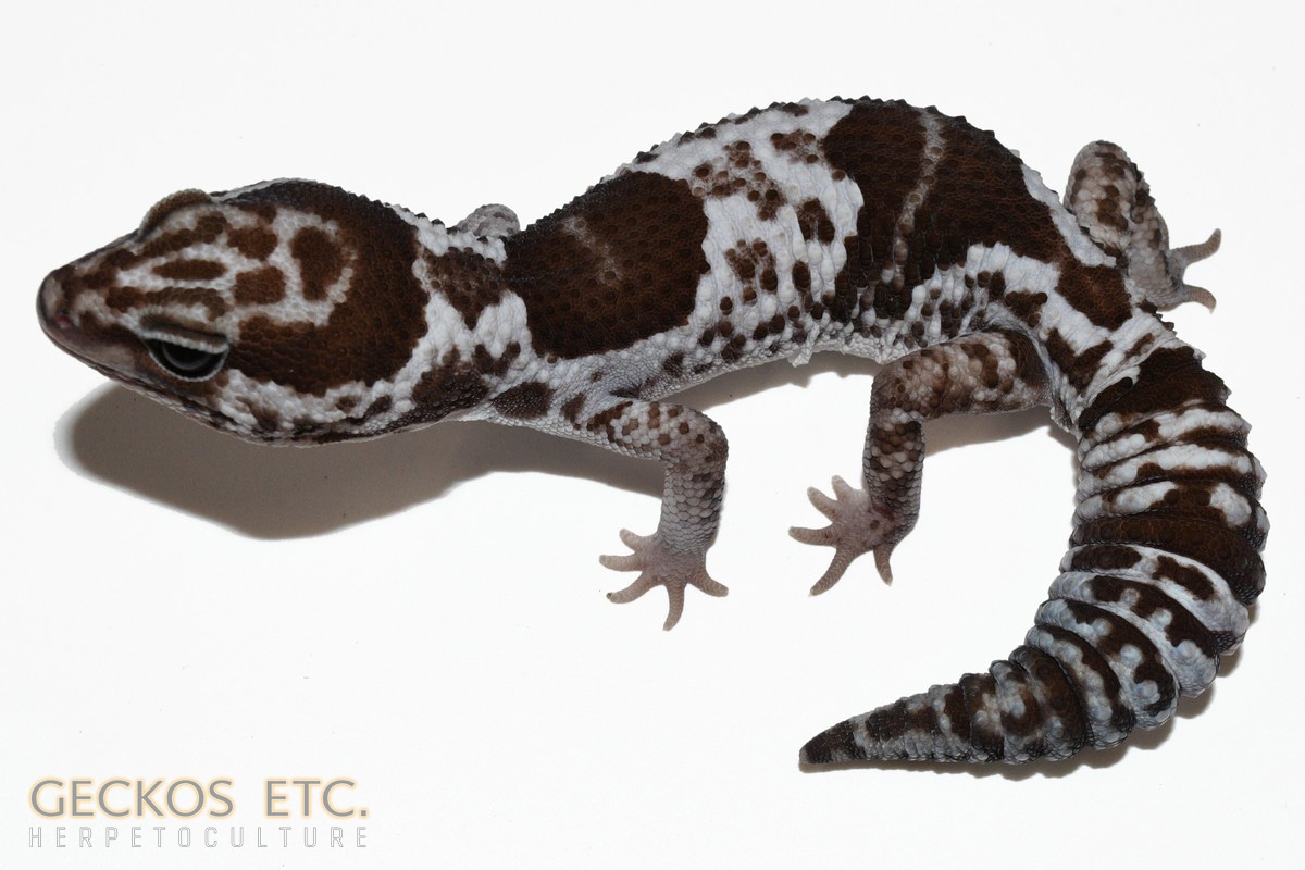 Oreo Whiteout Fat Tail Gecko, 100% Het Ghost