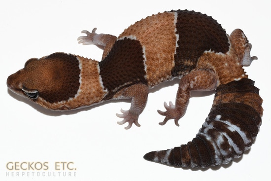 Normal Fat Tail Gecko African Fat-Tailed Gecko by Geckos Etc ...