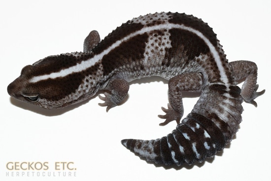 Striped Oreo Fat Tail Gecko, 100% Het Ghost And Patternless African Fat ...