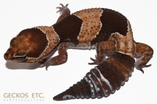 Normal Fat Tail Gecko, 100% Het Caramel Snow (100% Het Caramel Albino ...