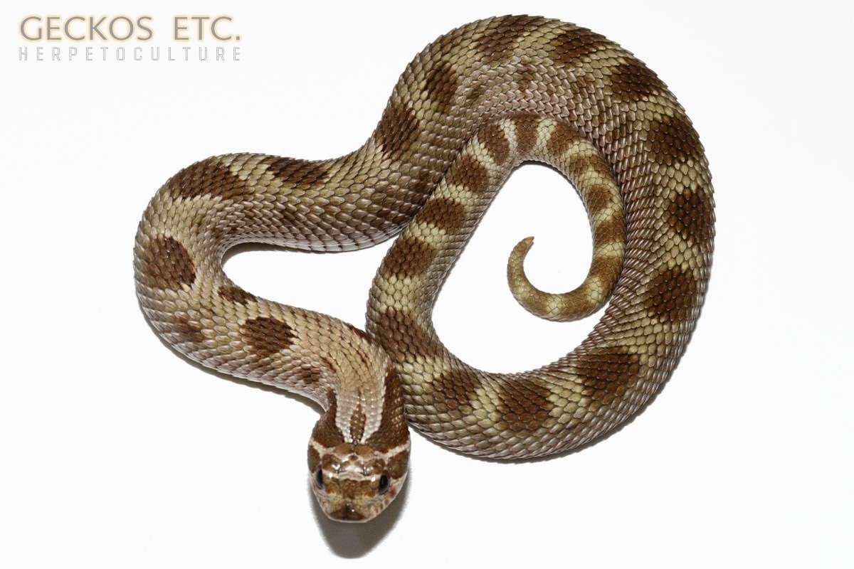 Anaconda Western Hognose Snake, 100% Het Sable