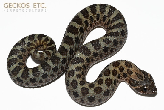 Sable Western Hognose Snake, 100% Het Sunburst (100% Het Albino) by ...