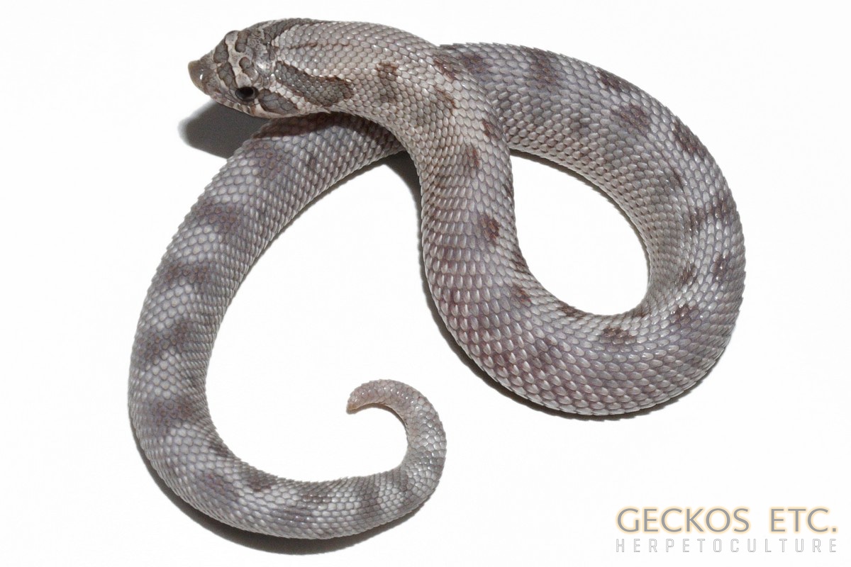 Lavender Anaconda Western Hognose Snake