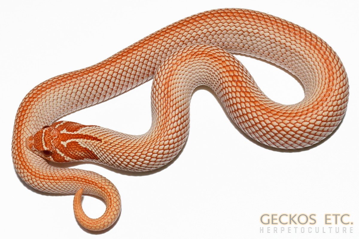 Red/Extreme Red Albino Superconda Western Hognose Snake