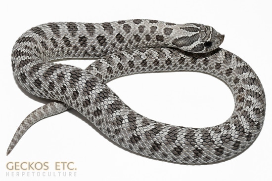 Axanthic Western Hognose Snake, 100% Het Snow by Geckos Etc. Herpetoculture