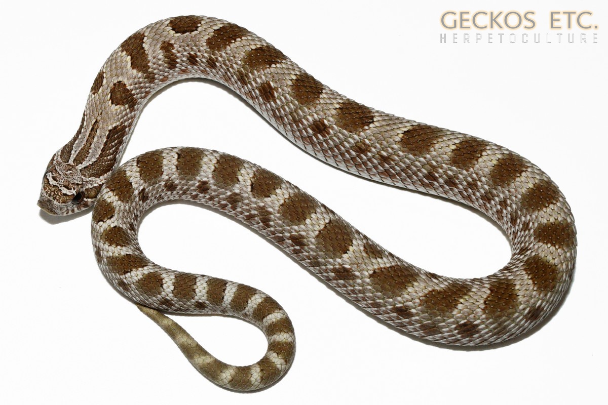 Anaconda Western Hognose Snake, 100% Het Sable, 66% Possible Het Axanthic