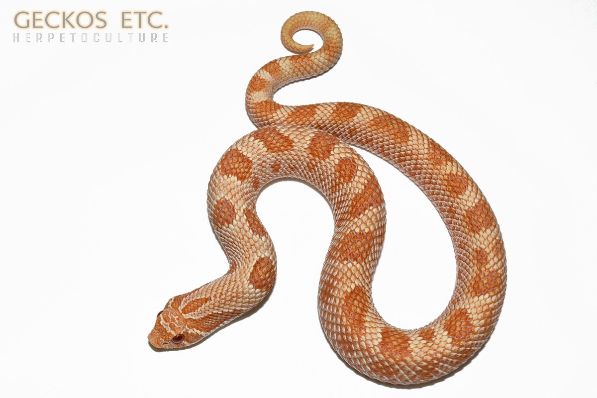 Albino Anaconda Western Hognose Snake, 100% Sunburst (100% Het Sable)