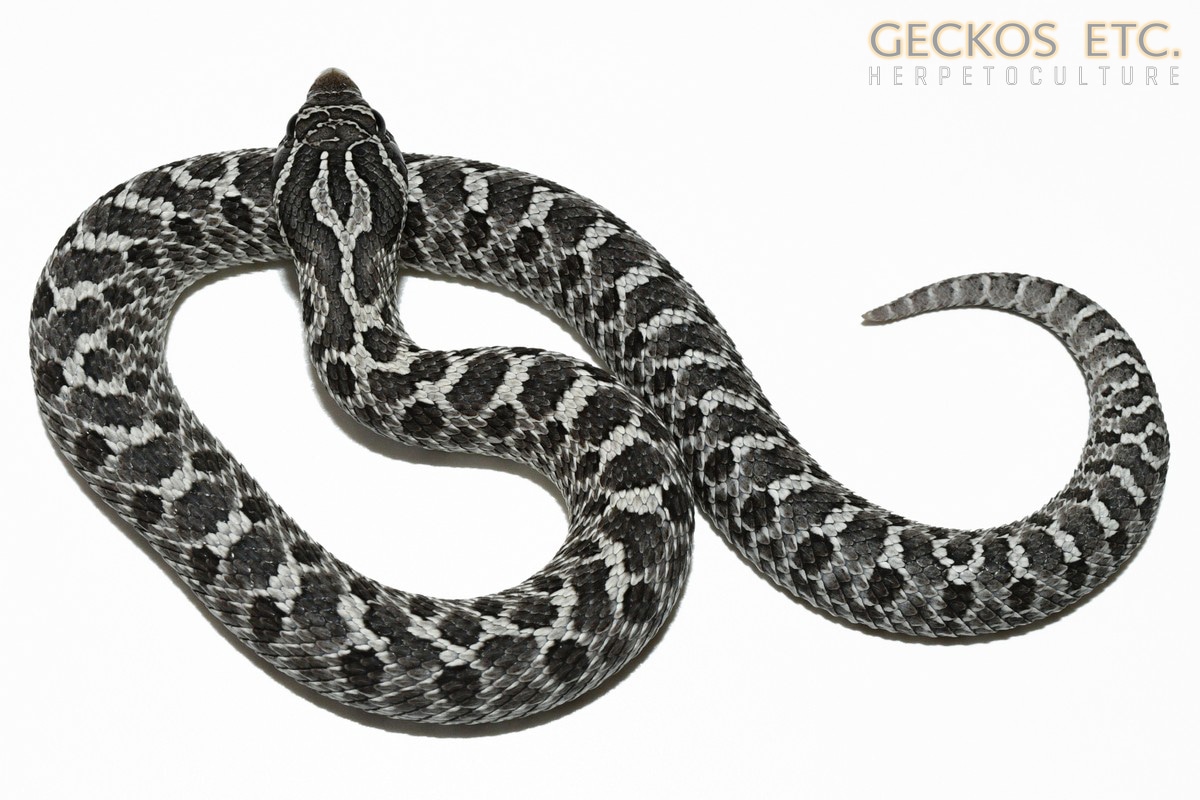 Axanthic Western Hognose Snake