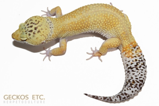 Mack Snow Ghost Leopard Gecko by Geckos Etc. Herpetoculture