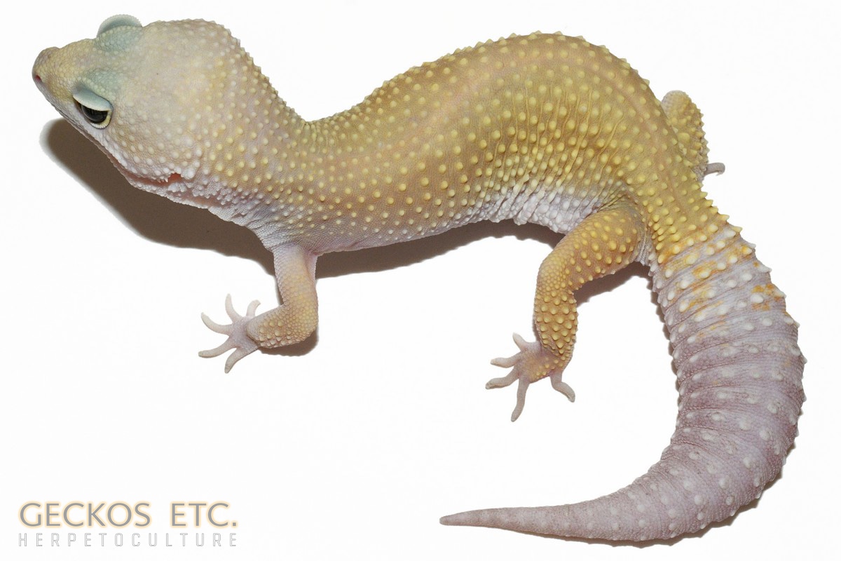 Patternless Leopard Gecko