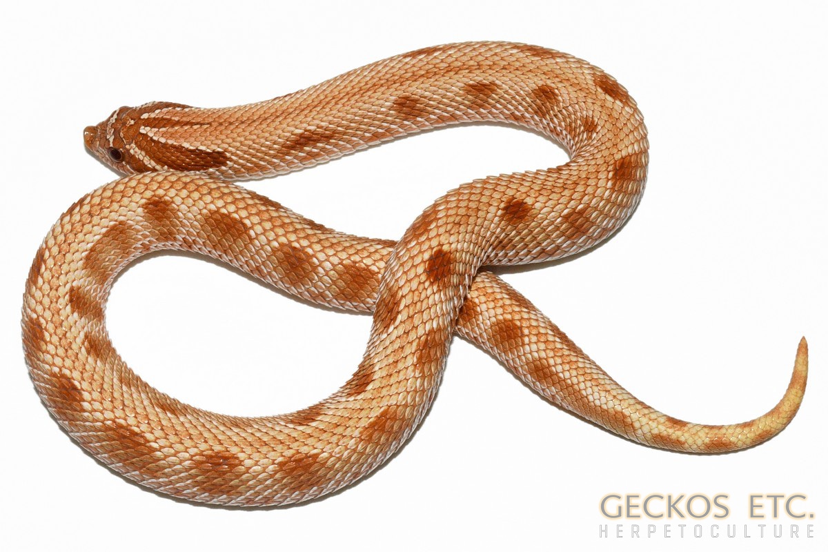 Evans Hypo Anaconda