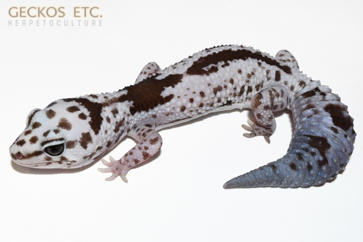 Oreo Whiteout Zulu Fat Tail Gecko