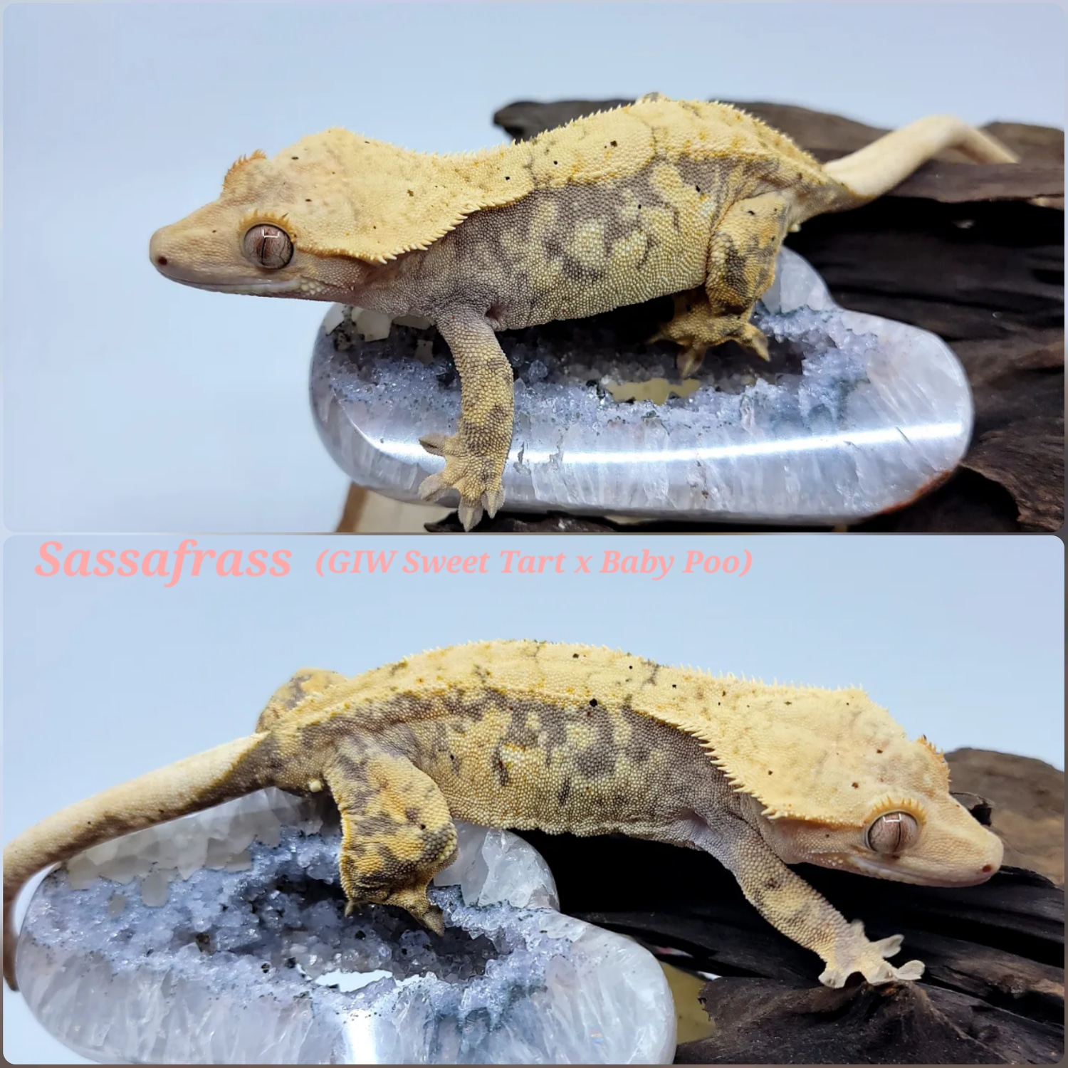 Geckos in Wonderland's Collection - MorphMarket