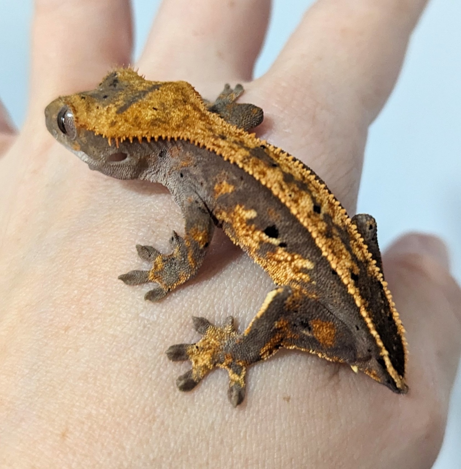 Tangerine Super Soft Scale Empty Back Crested Gecko by Geckos of Gaia ...