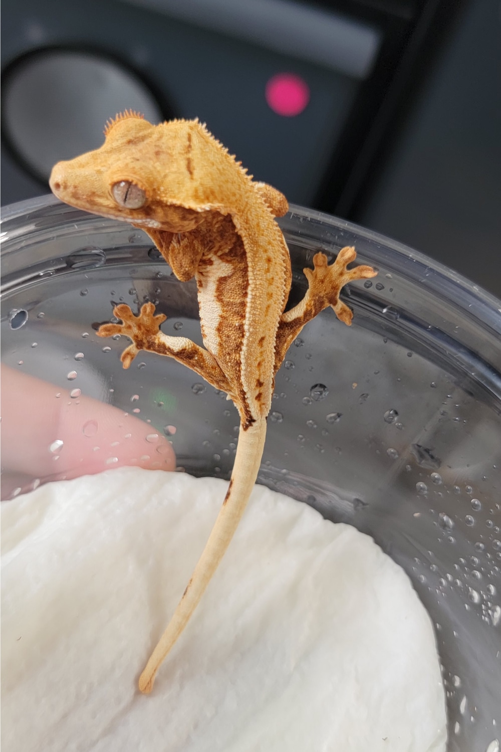 Yellow Lilly White Crested Gecko by Geckos of the coast - MorphMarket