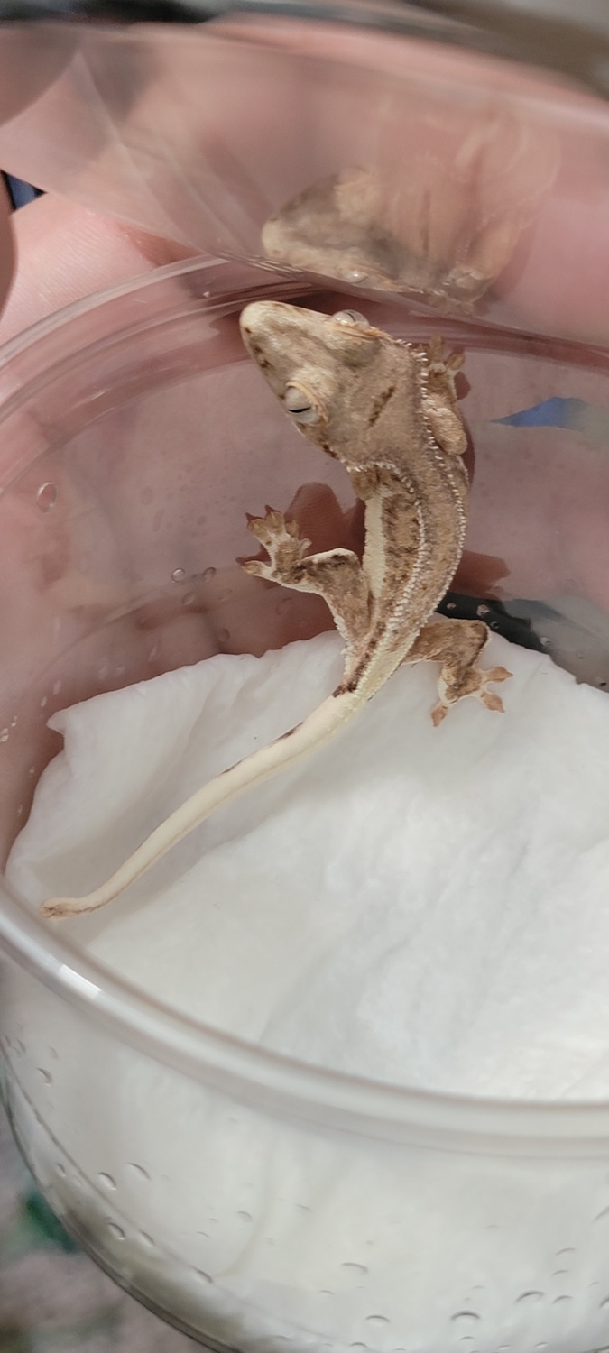 Pinstripe Phantom Lilly White Crested Gecko by Geckos of the coast ...