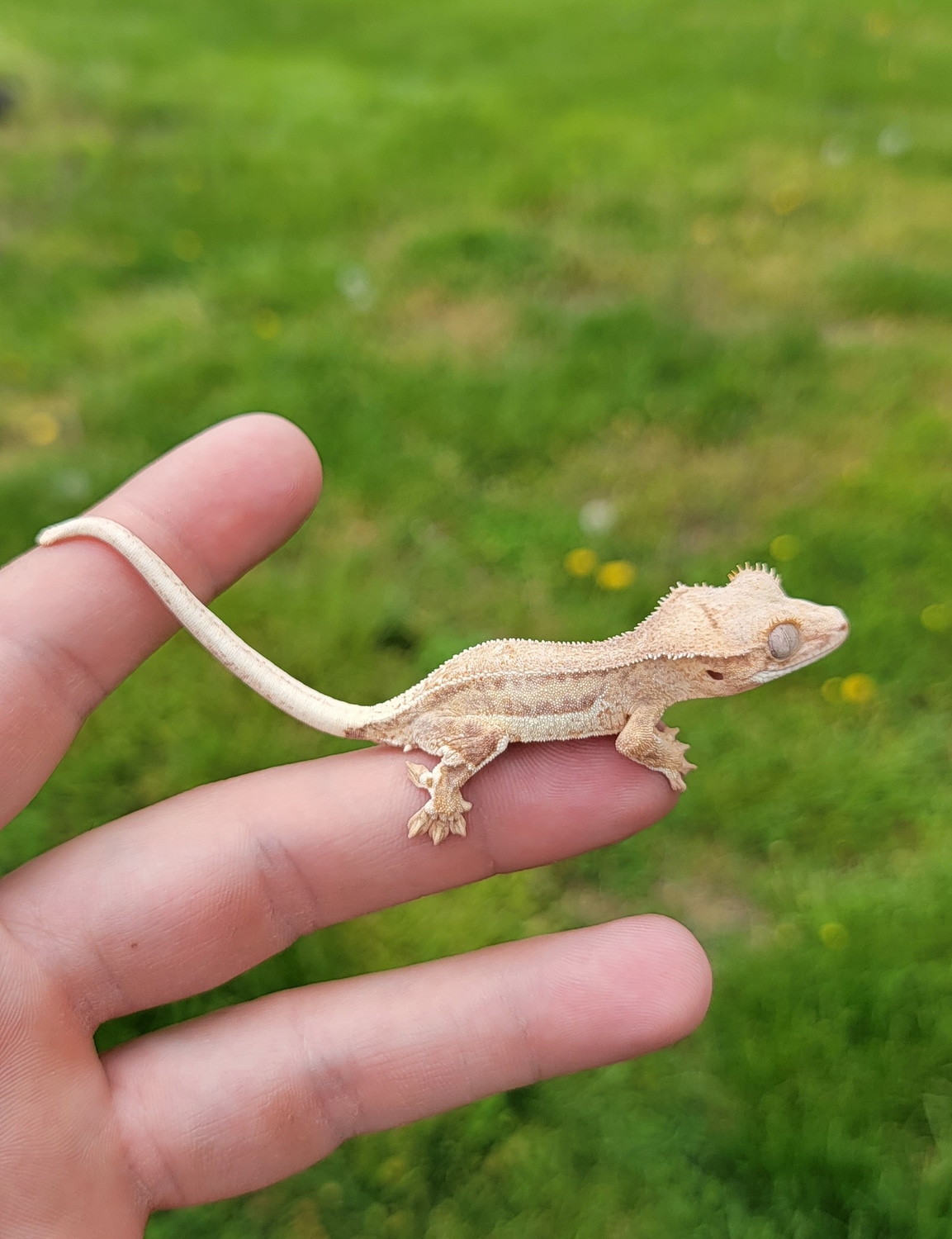Light Confetti Yellow Phantom Lilly White Crested Gecko by Geckos of ...