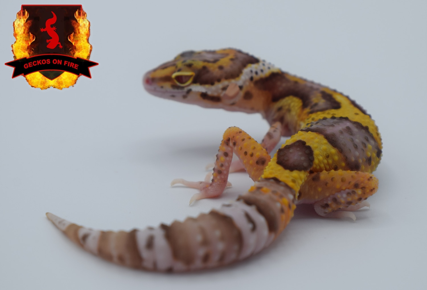 Lavender Mack Snow Radar Snake Eyes Tsm Leopard Gecko by Geckos on Fire ...