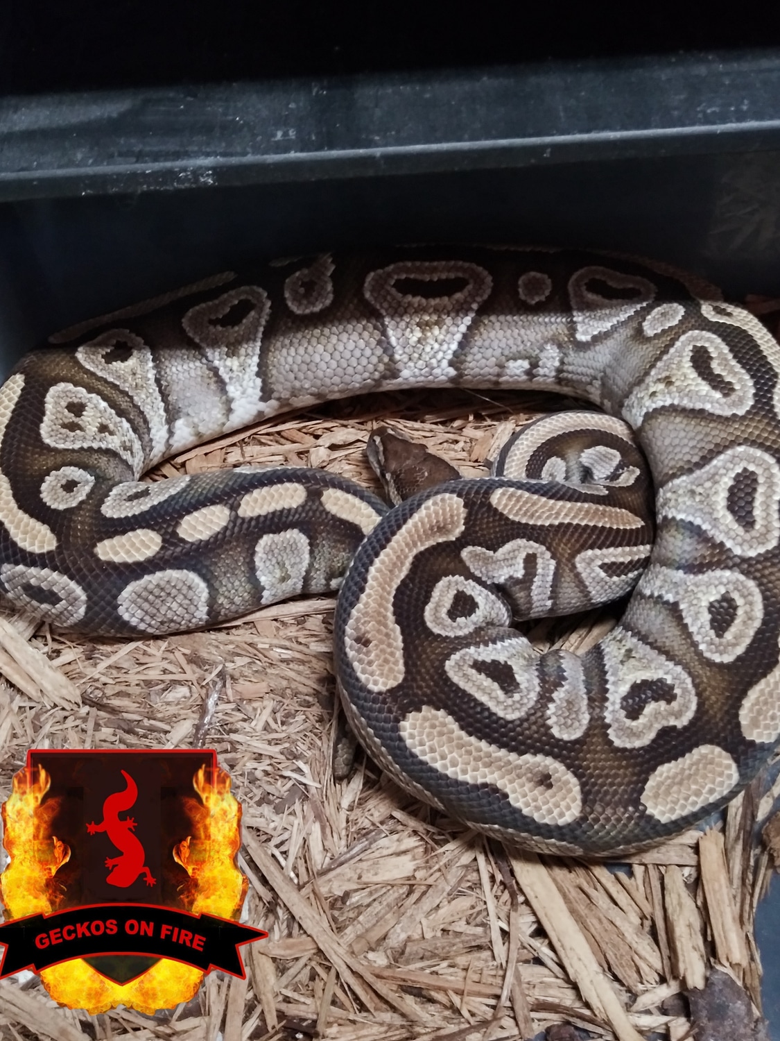 Rtb Mojave Ball Python by Geckos on Fire - MorphMarket